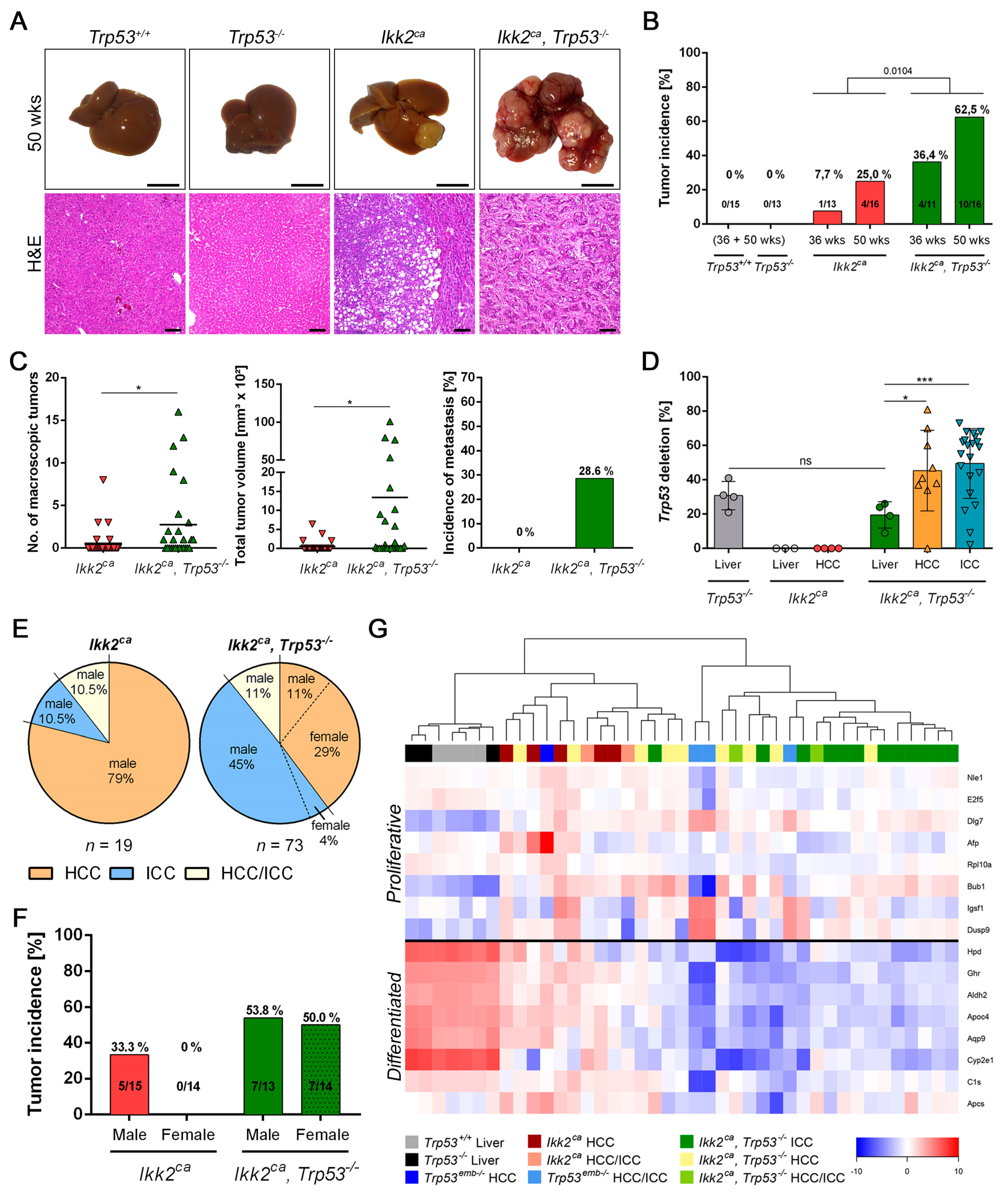 Cancers Free Full Text An Ikk Nf κb Activation P53 Deletion