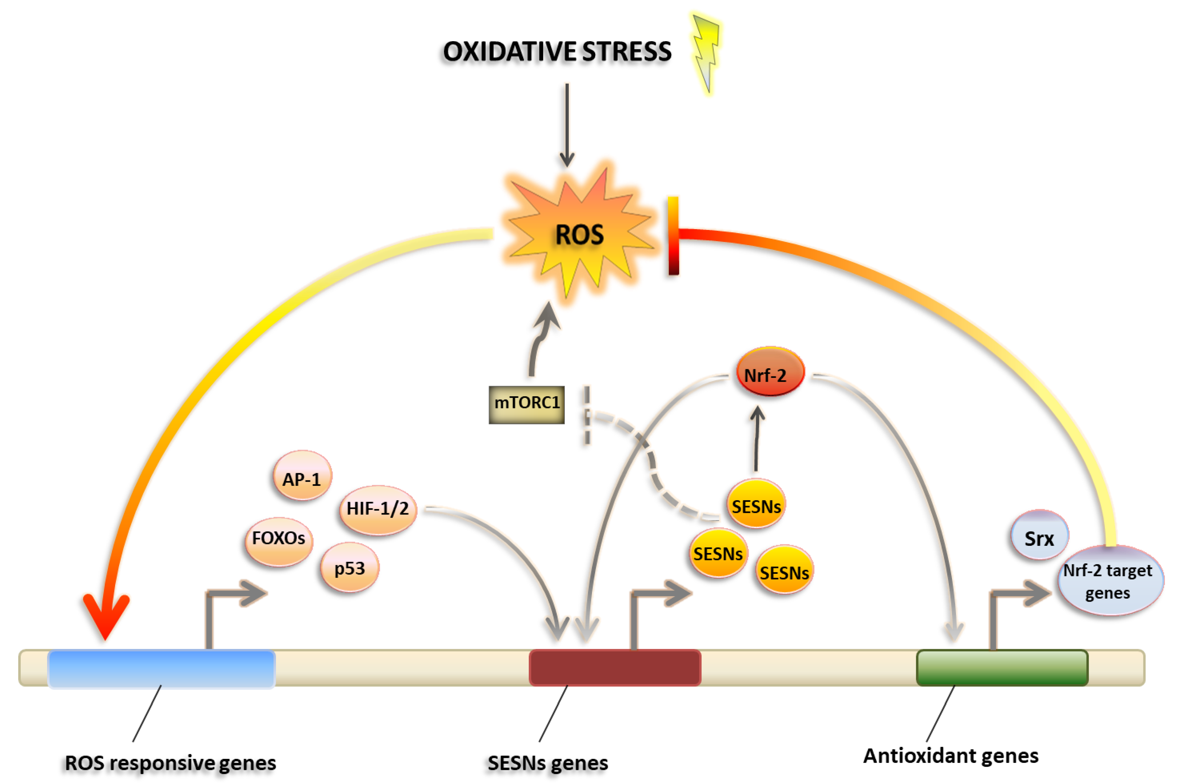 Sestrins as a Therapeutic Bridge between ROS and Autophagy in Cancer