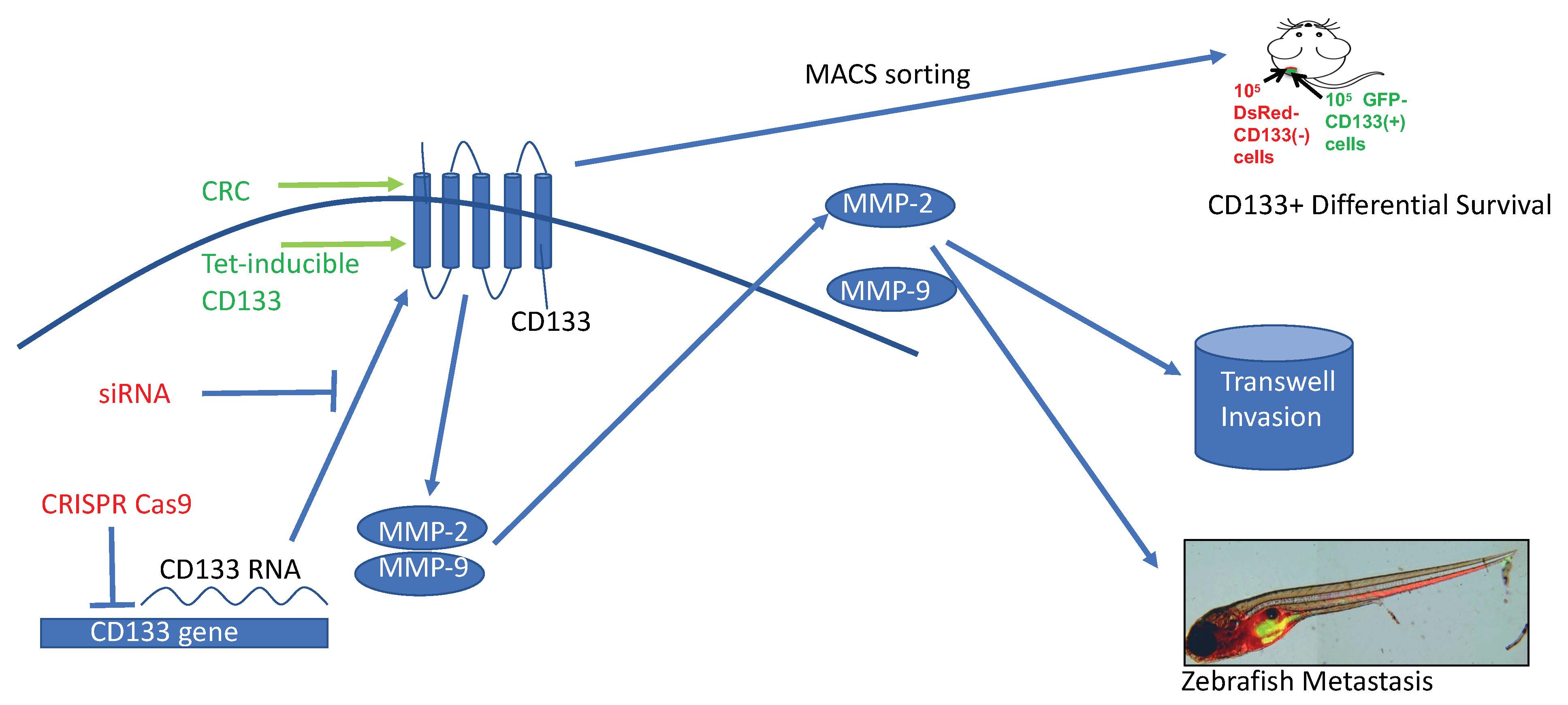 Cancers | Free Full-Text | CRISPR-Cas9 Knockdown and Induced Expression of CD133 Reveal ...