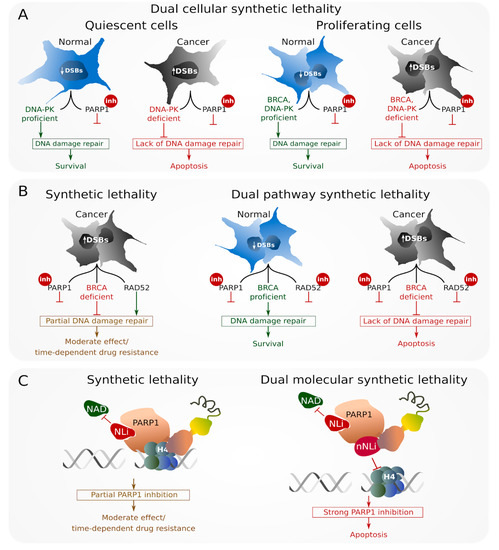 RAD52 as a Potential Target for Synthetic Lethality-Based Anticancer ...