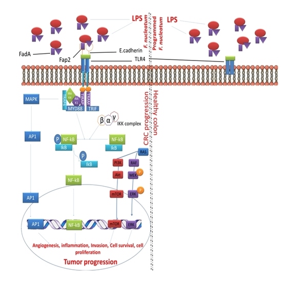 Cancers | Free Full-Text | Targeting Programmed Fusobacterium nucleatum ...