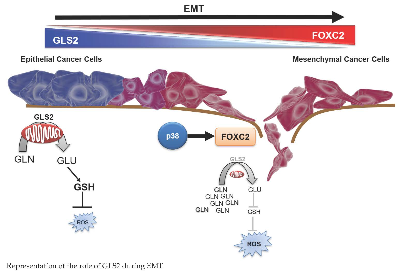 Cancers | Free Full-Text | The Epithelial to Mesenchymal Transition ...