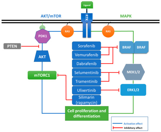 A Comprehensive Review on MAPK: A Promising Therapeutic Target in Cancer