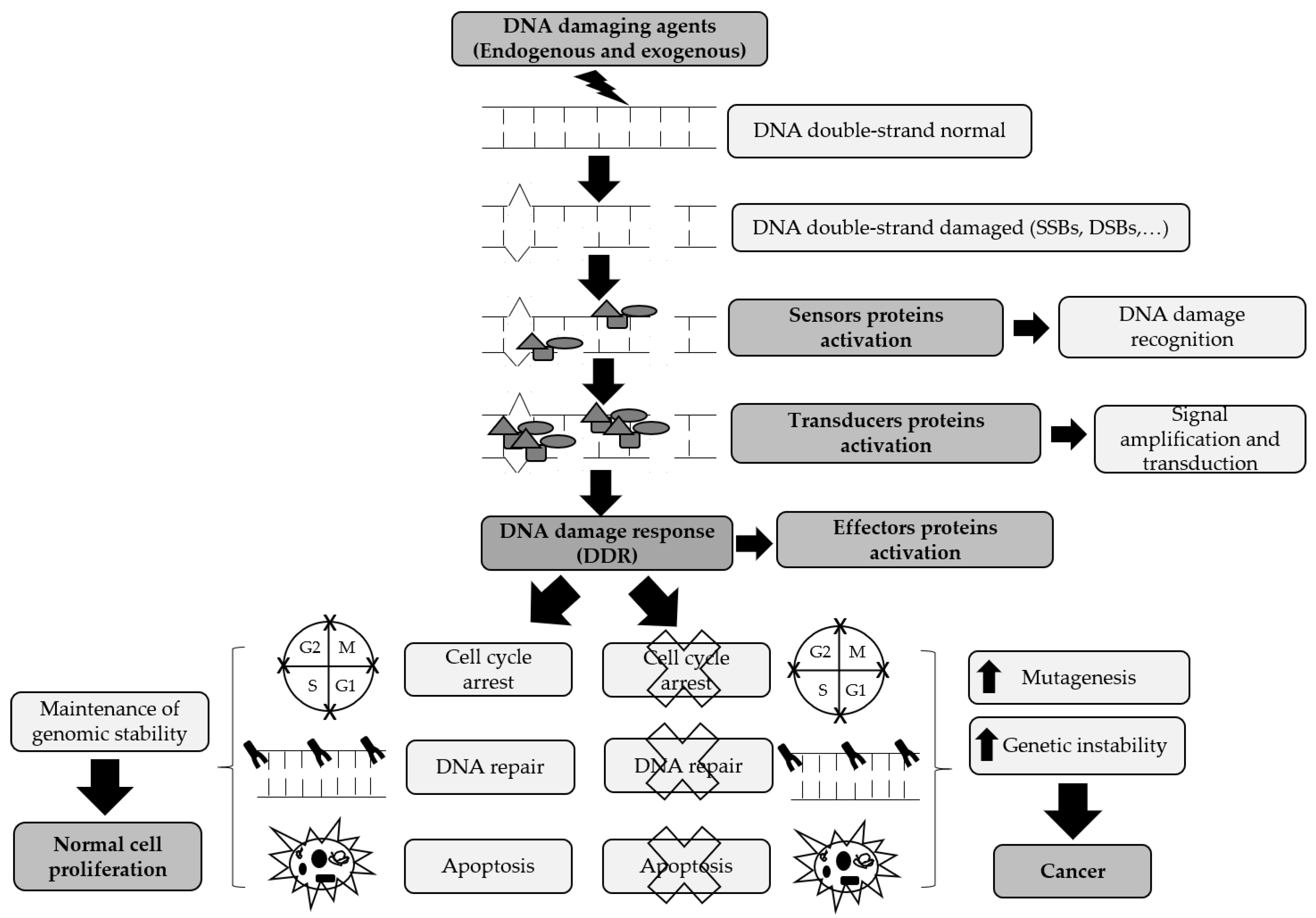 RAD52 Functions in Homologous Recombination and Its Importance on ...