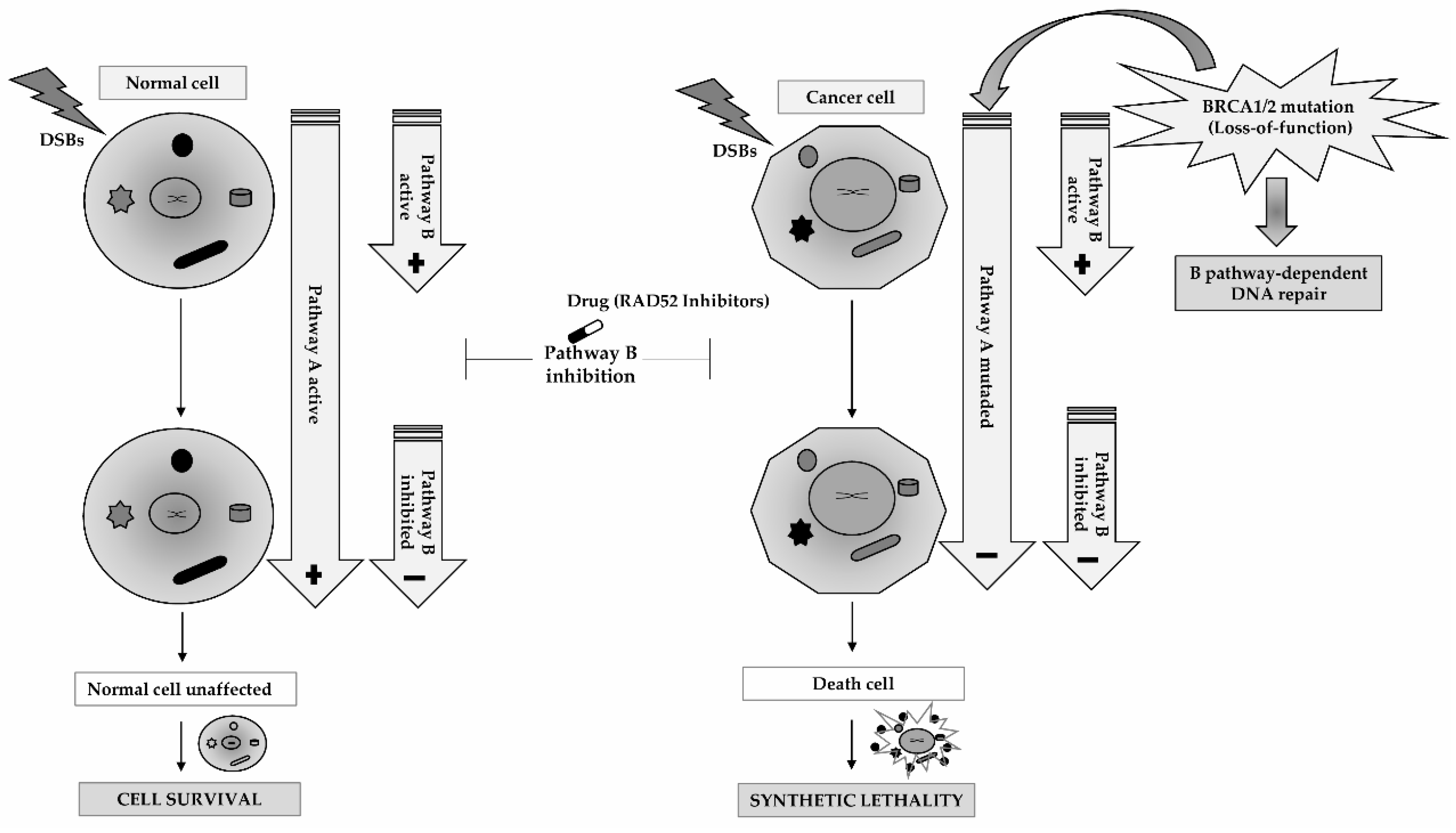 RAD52 Functions in Homologous Recombination and Its Importance on ...