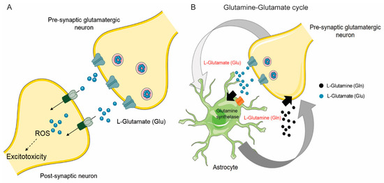 Glutamine Metabolism in Brain Tumors