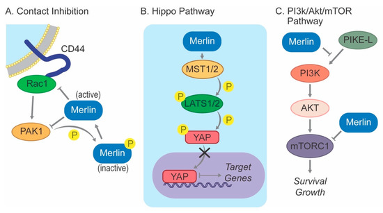 The Role of Merlin/NF2 Loss in Meningioma Biology