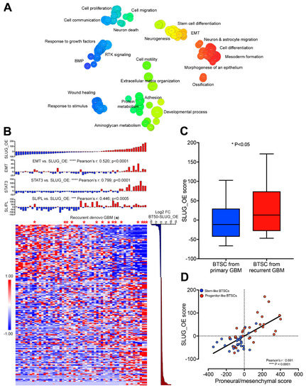 SLUG Directs the Precursor State of Human Brain Tumor Stem Cells