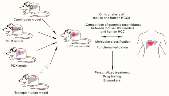 Genomic Perspective on Mouse Liver Cancer Models