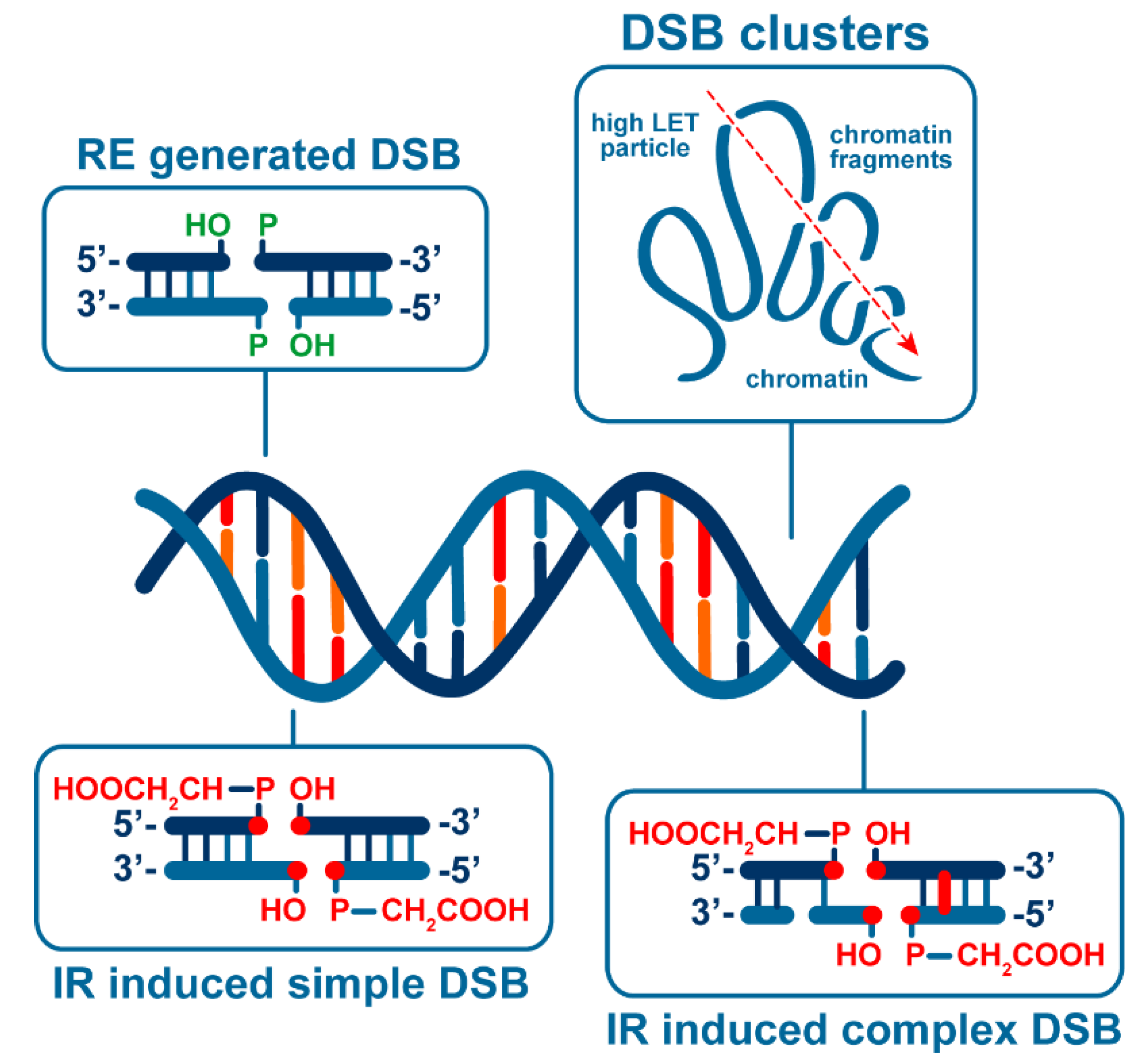 Cancers | Free Full-Text | Necessities in the Processing of DNA Double ...
