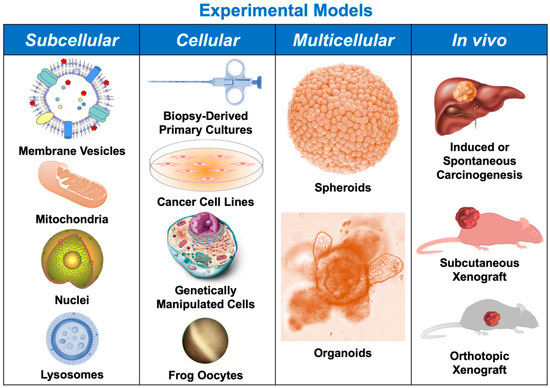 Models for Understanding Resistance to Chemotherapy in Liver Cancer