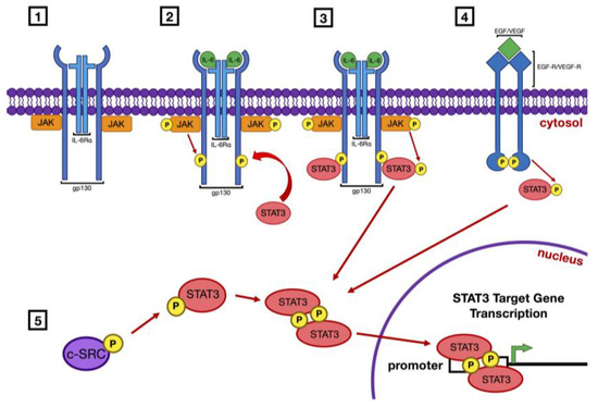 Targeting STAT3 in Cancer with Nucleotide Therapeutics