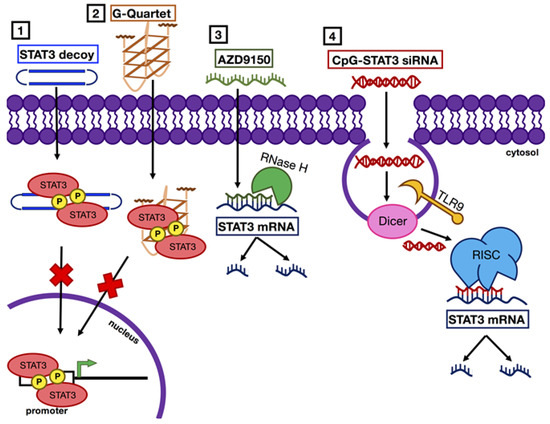 Targeting STAT3 in Cancer with Nucleotide Therapeutics
