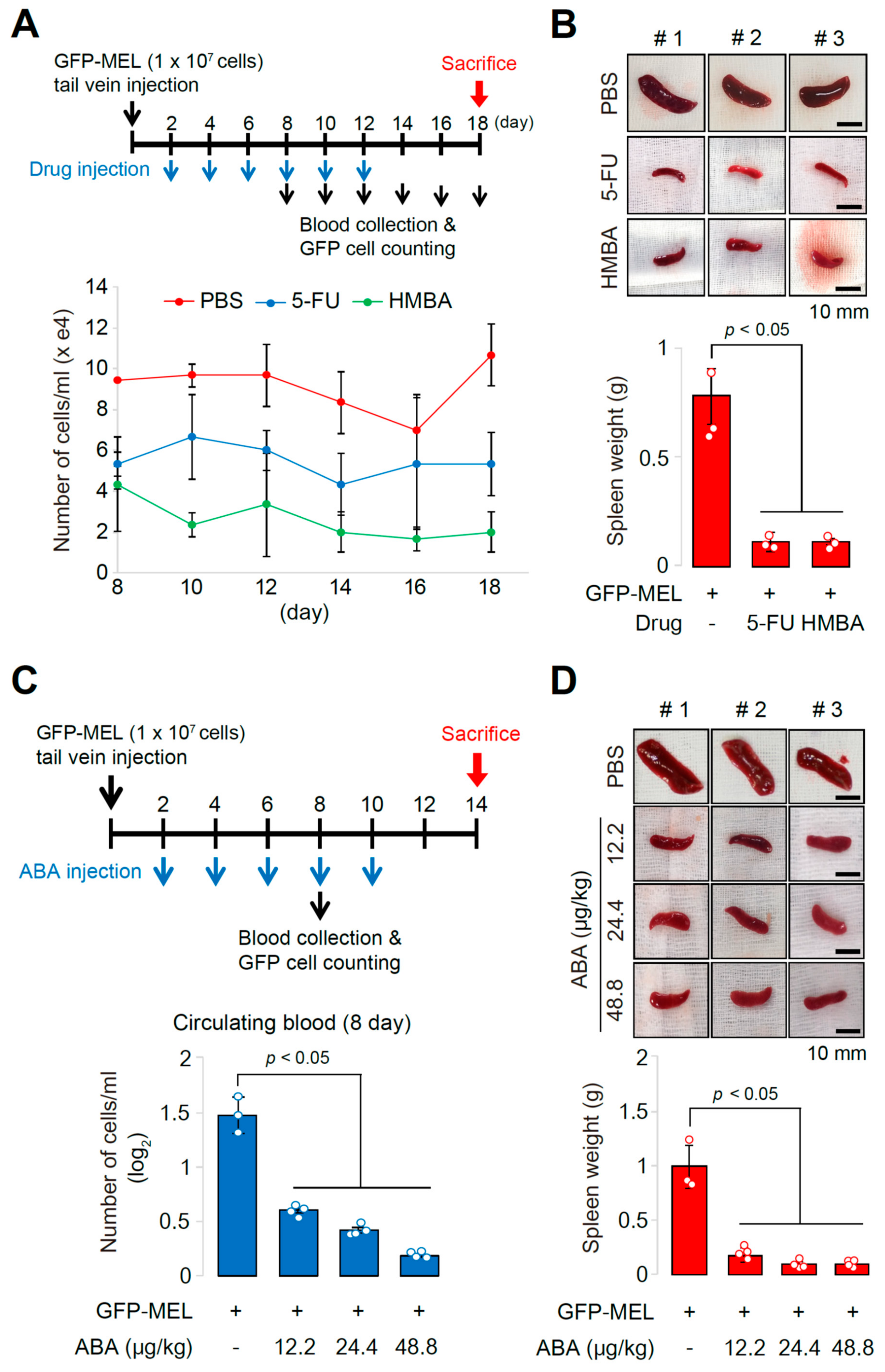Development of a MEL Cell-Derived Allograft Mouse Model for Cancer Research
