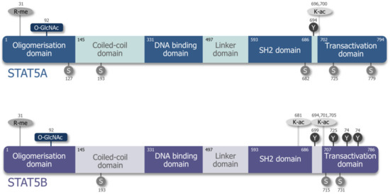 STAT5A and STAT5B—Twins with Different Personalities in Hematopoiesis ...