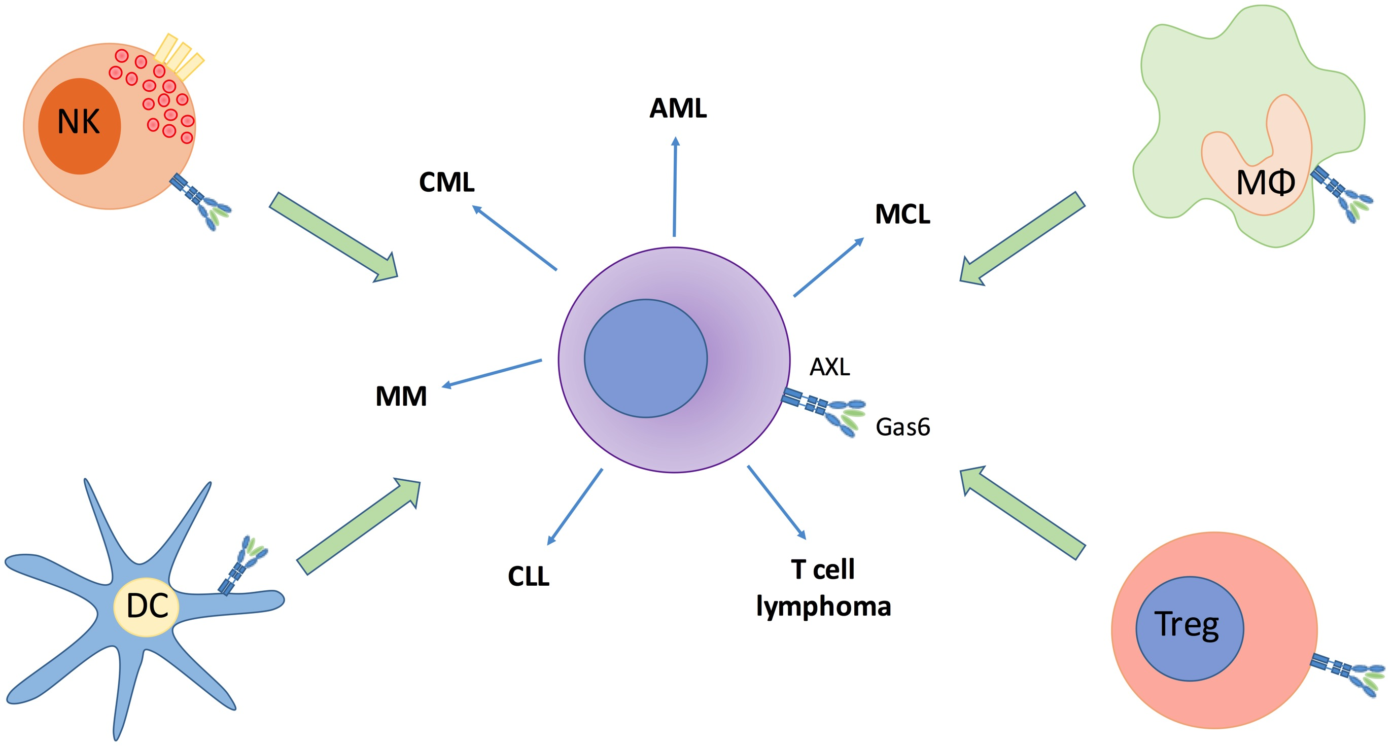 Cancers | Free Full-Text | AXL Receptor Tyrosine Kinase as a ...