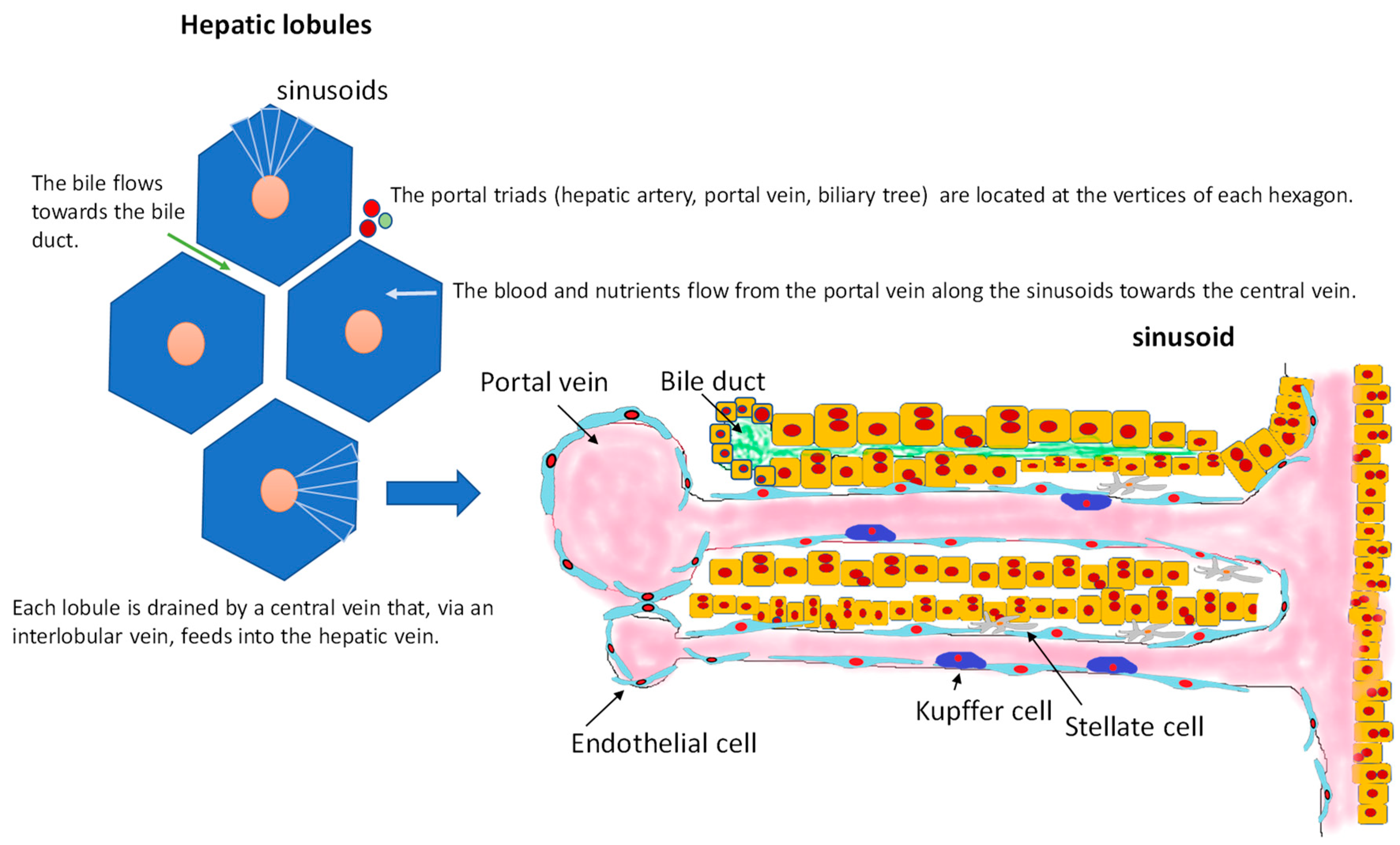 Kupffer Cells Function