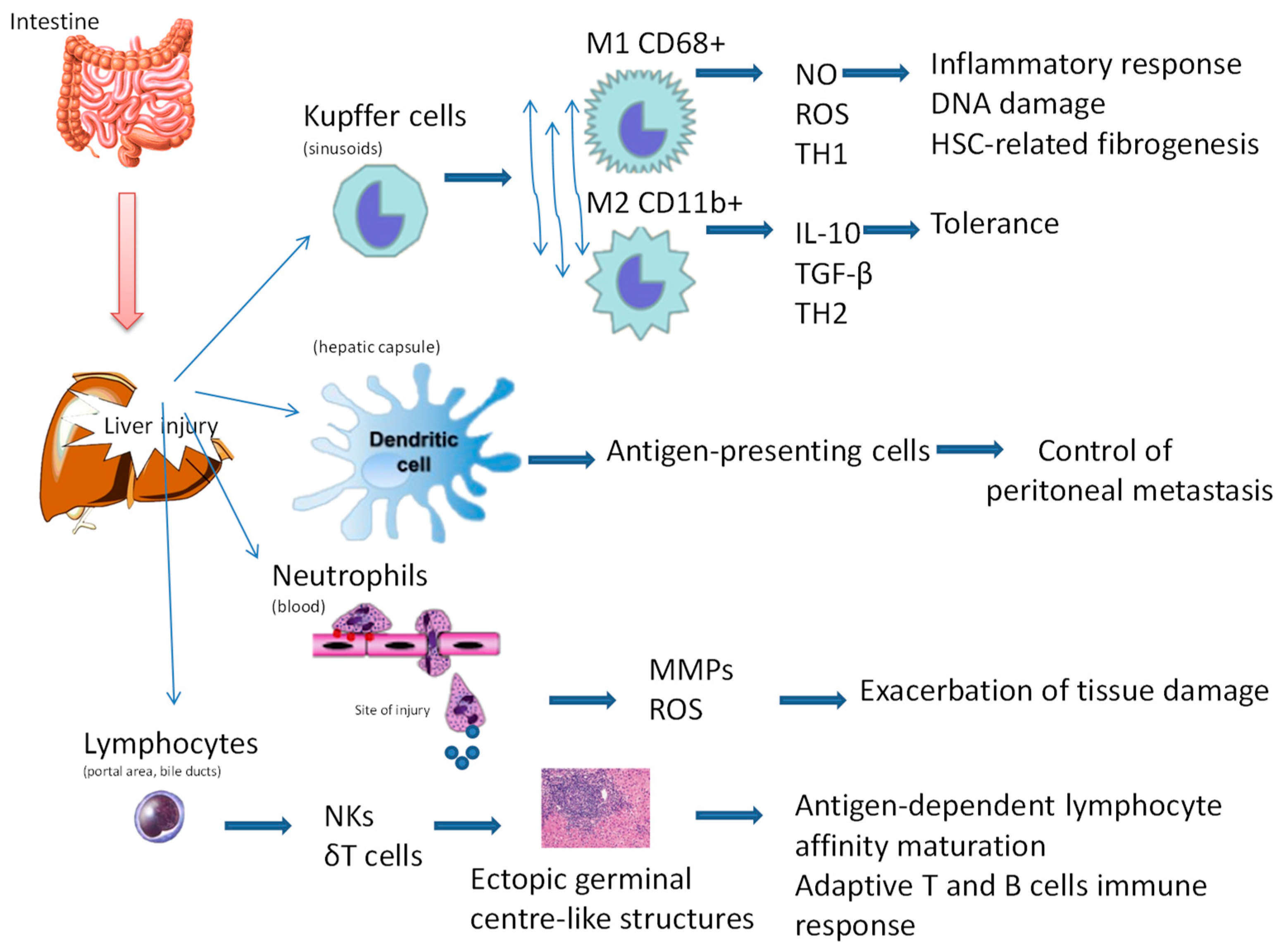 Carcinogenesis and Metastasis in Liver: Cell Physiological Basis