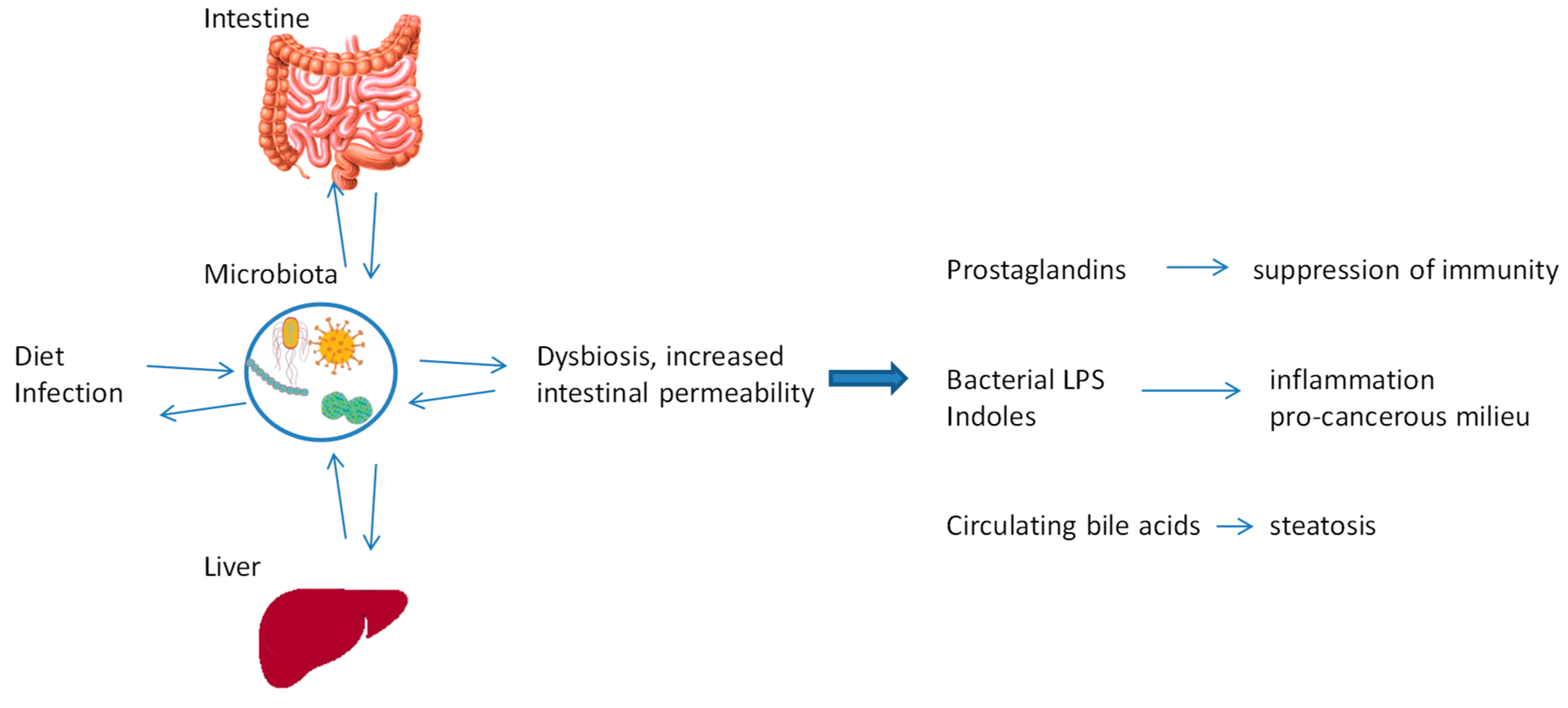 Carcinogenesis and Metastasis in Liver: Cell Physiological Basis