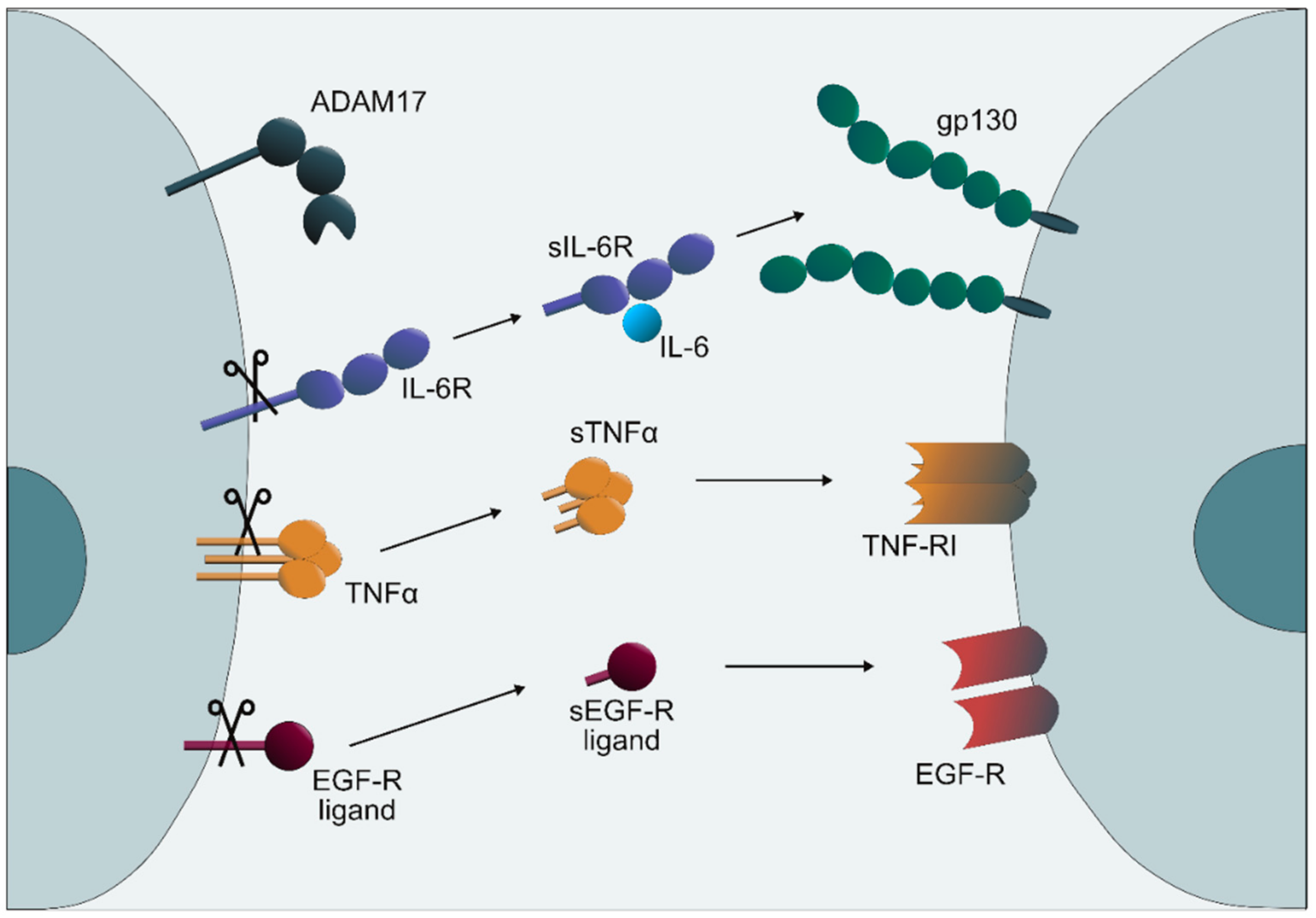 ADAM17 Activity and IL-6 Trans-Signaling in Inflammation and Cancer