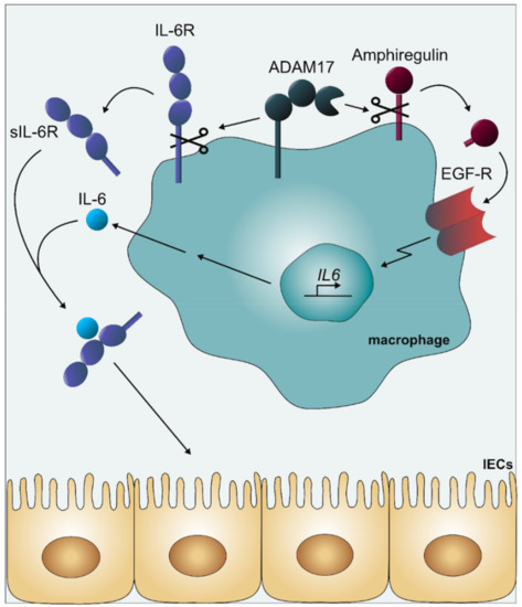 ADAM17 Activity and IL-6 Trans-Signaling in Inflammation and Cancer