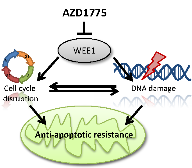 Cancers | Free Full-Text | WEE1 Inhibition Enhances Anti-Apoptotic ...