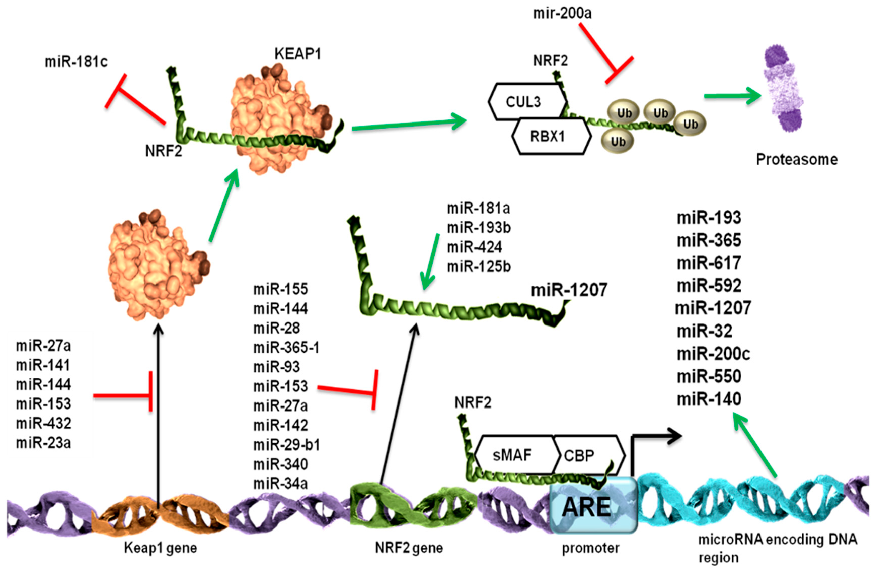 Cancers | Free Full-Text | The Role of Nrf2 Activity in Cancer ...