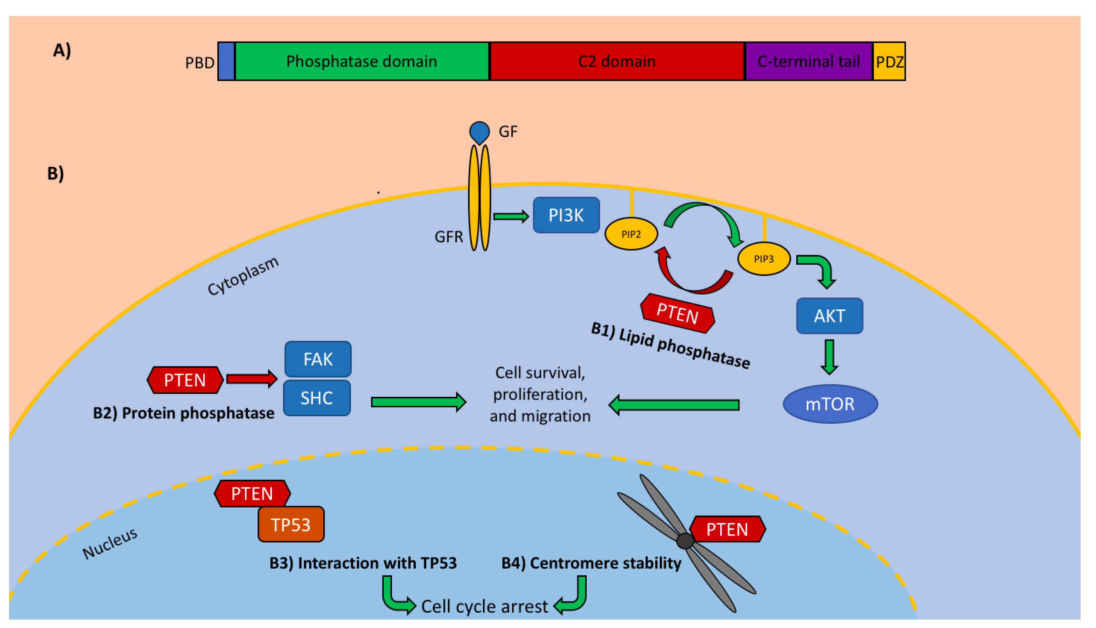 Cancers Free Full Text Pten In Colorectal Cancer Shedding Light On