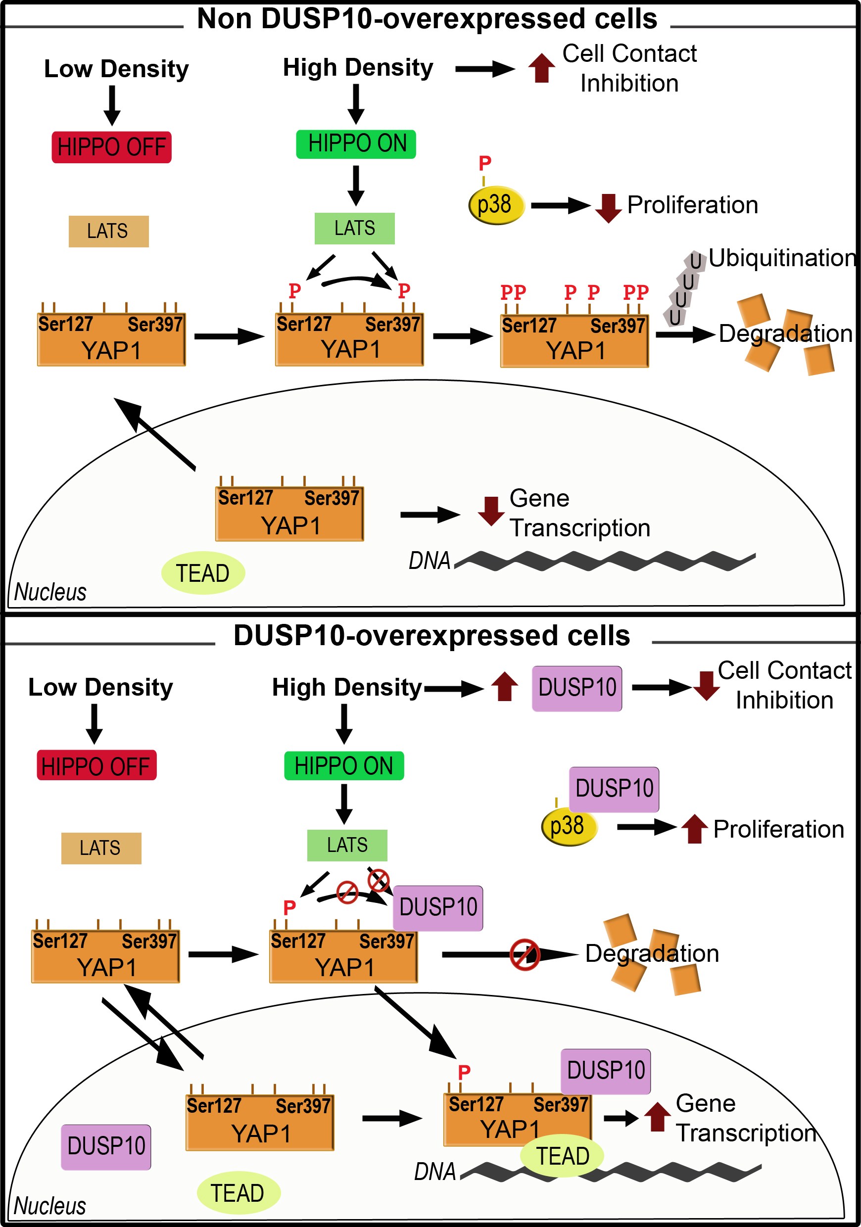 Cancers | Free Full-Text | DUSP10 Is a Regulator of YAP1 Activity ...