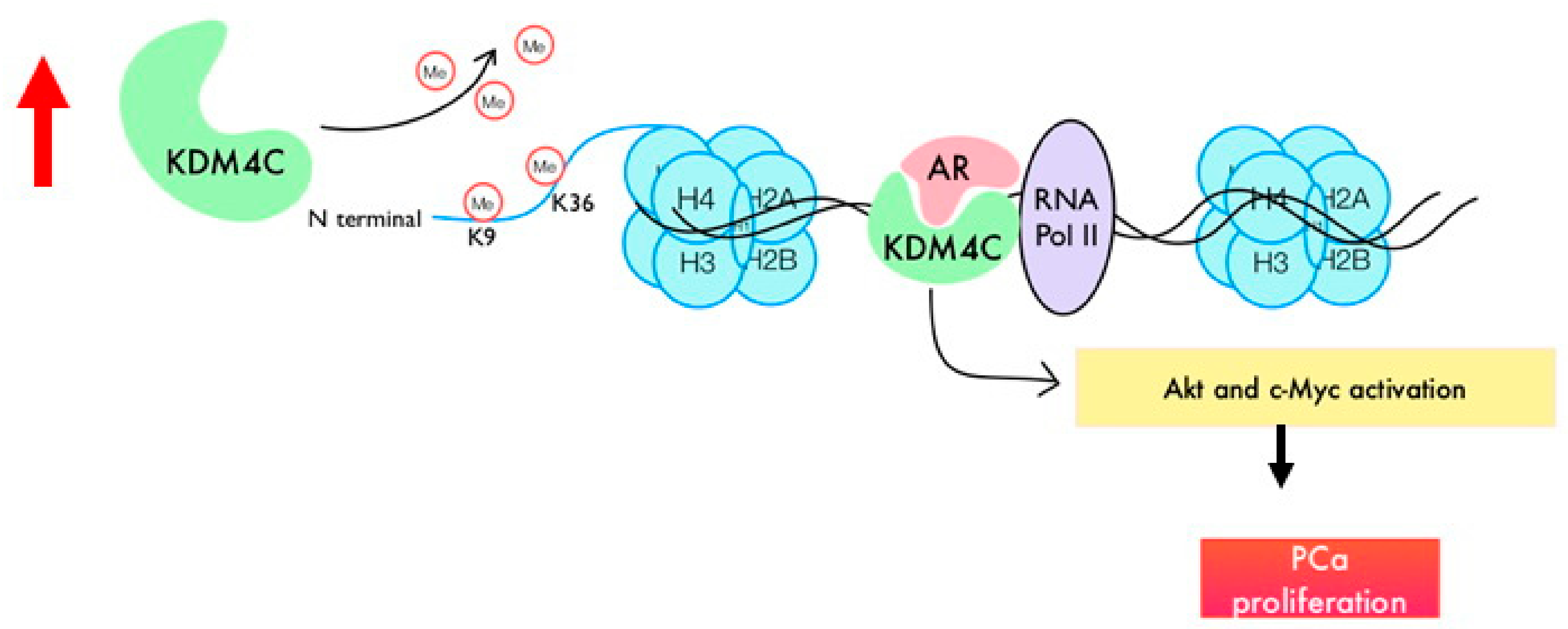 Histone Demethylase KDM4C Stimulates the Proliferation of Prostate ...