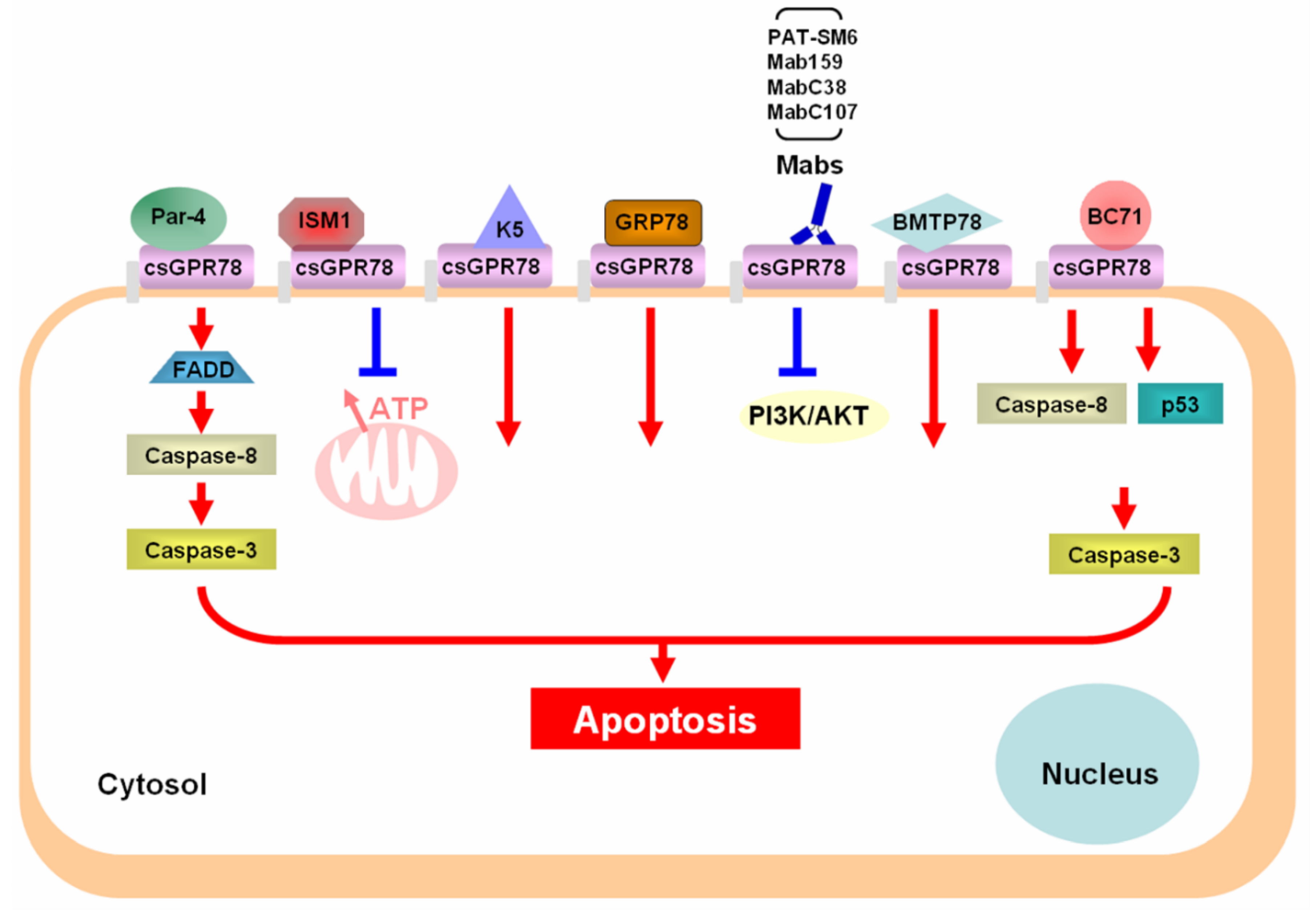 Cell Surface GRP78 as a Death Receptor and an Anticancer Drug Target