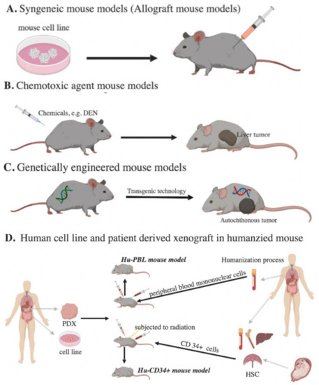 Mouse Models for Immunotherapy in Hepatocellular Carcinoma