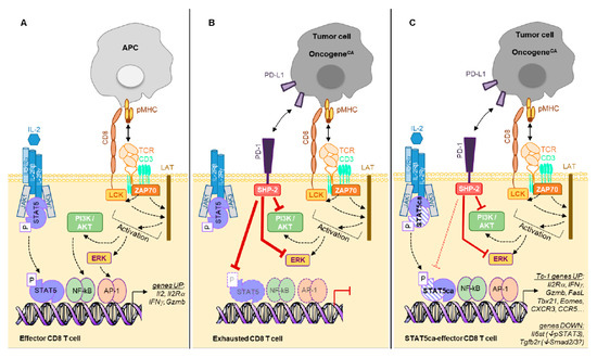 Targeting STAT3 and STAT5 in Tumor-Associated Immune Cells to Improve ...