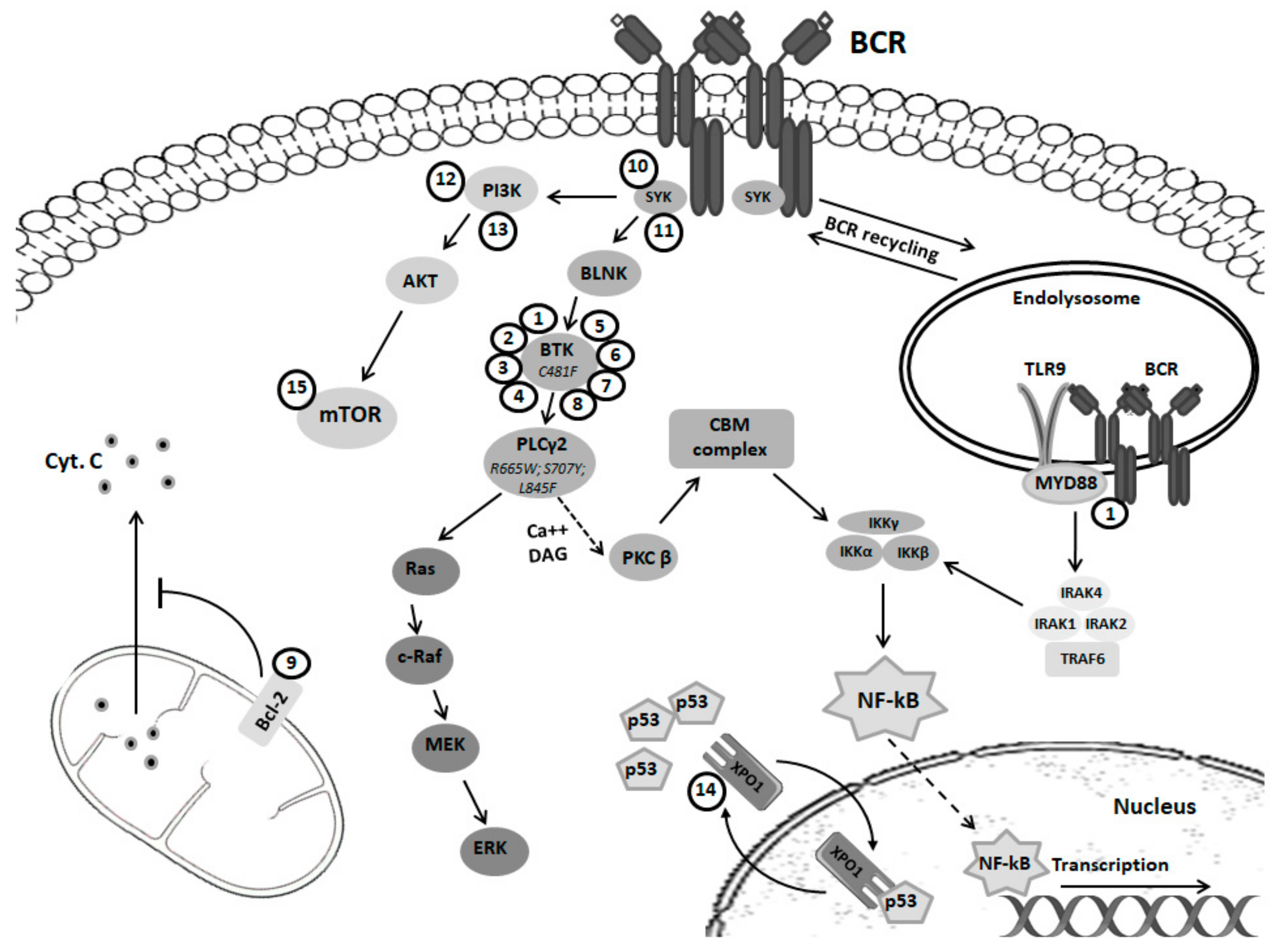 Ibrutinib Structure