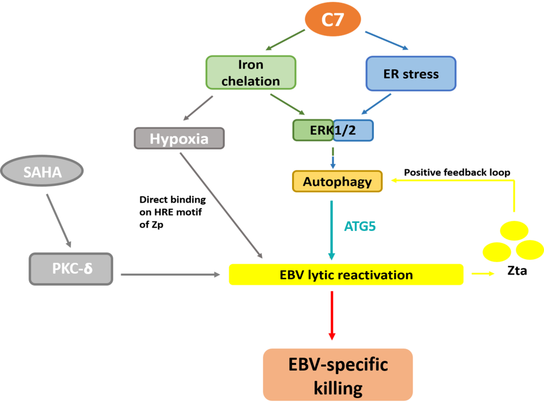 Cancers | Free Full-Text | Autophagy-Dependent Reactivation of Epstein ...