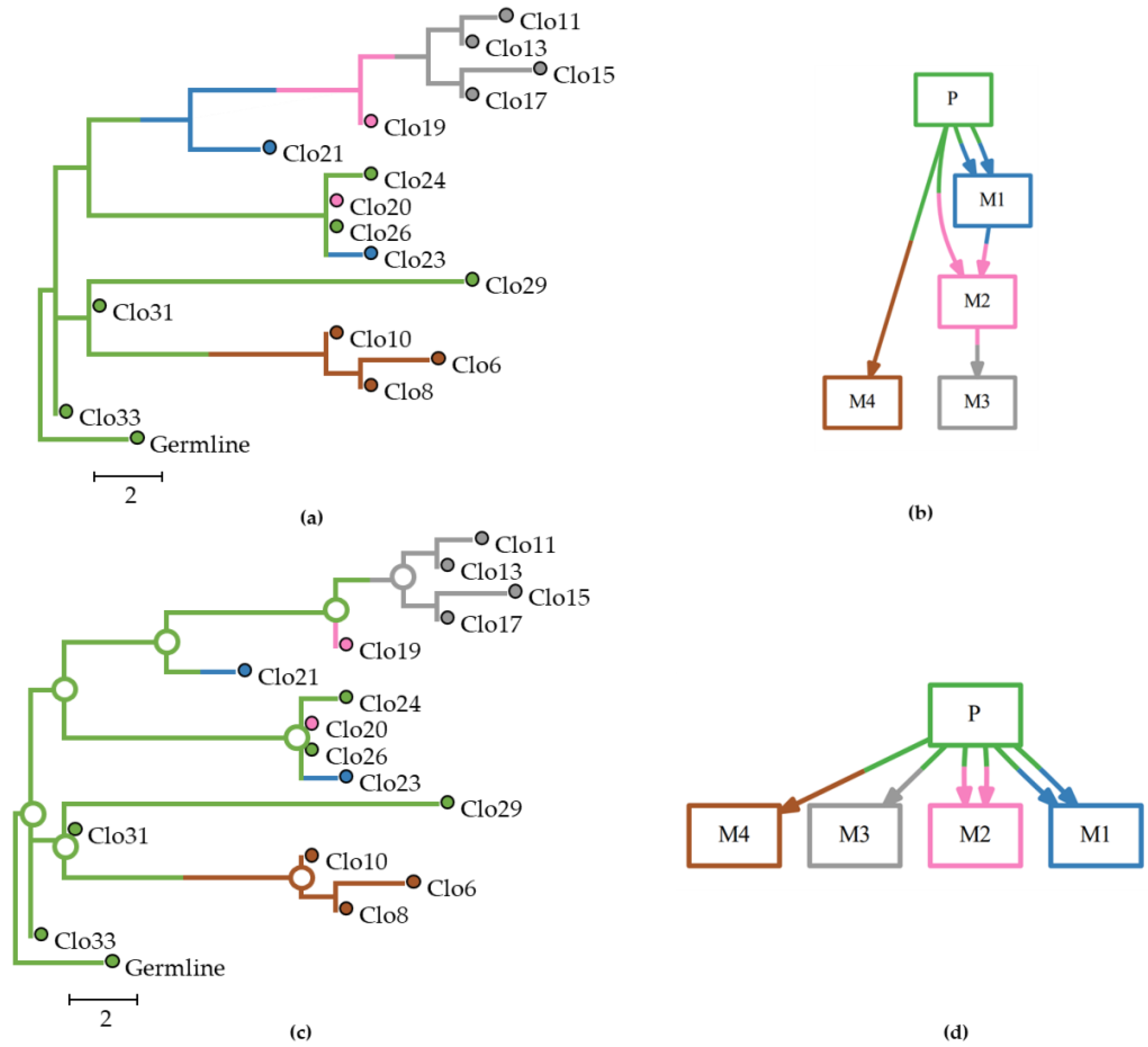 Delineation of Tumor Migration Paths by Using a Bayesian Biogeographic Approach