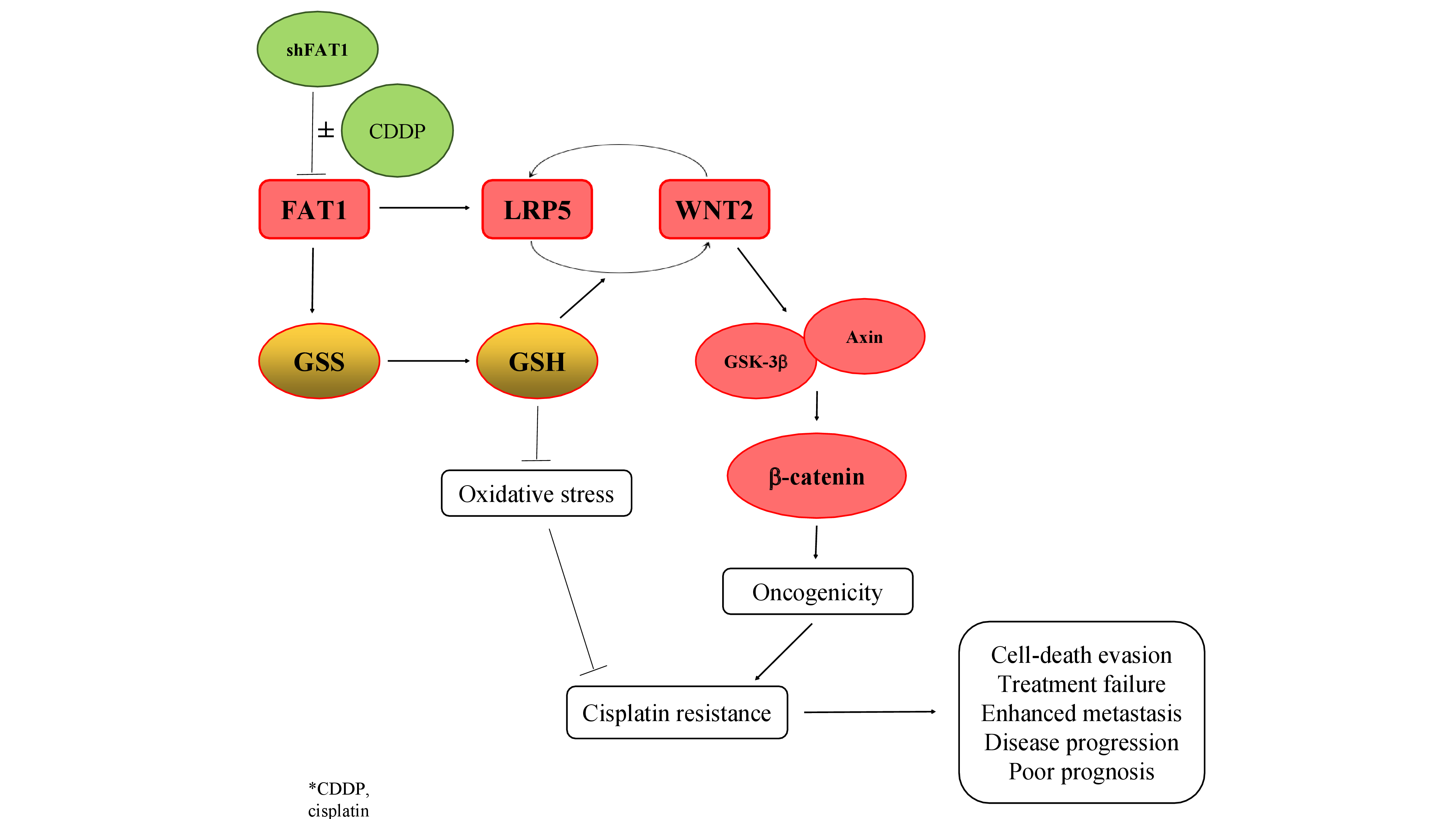 Cancers | Free Full-Text | Targeting FAT1 Inhibits Carcinogenesis ...