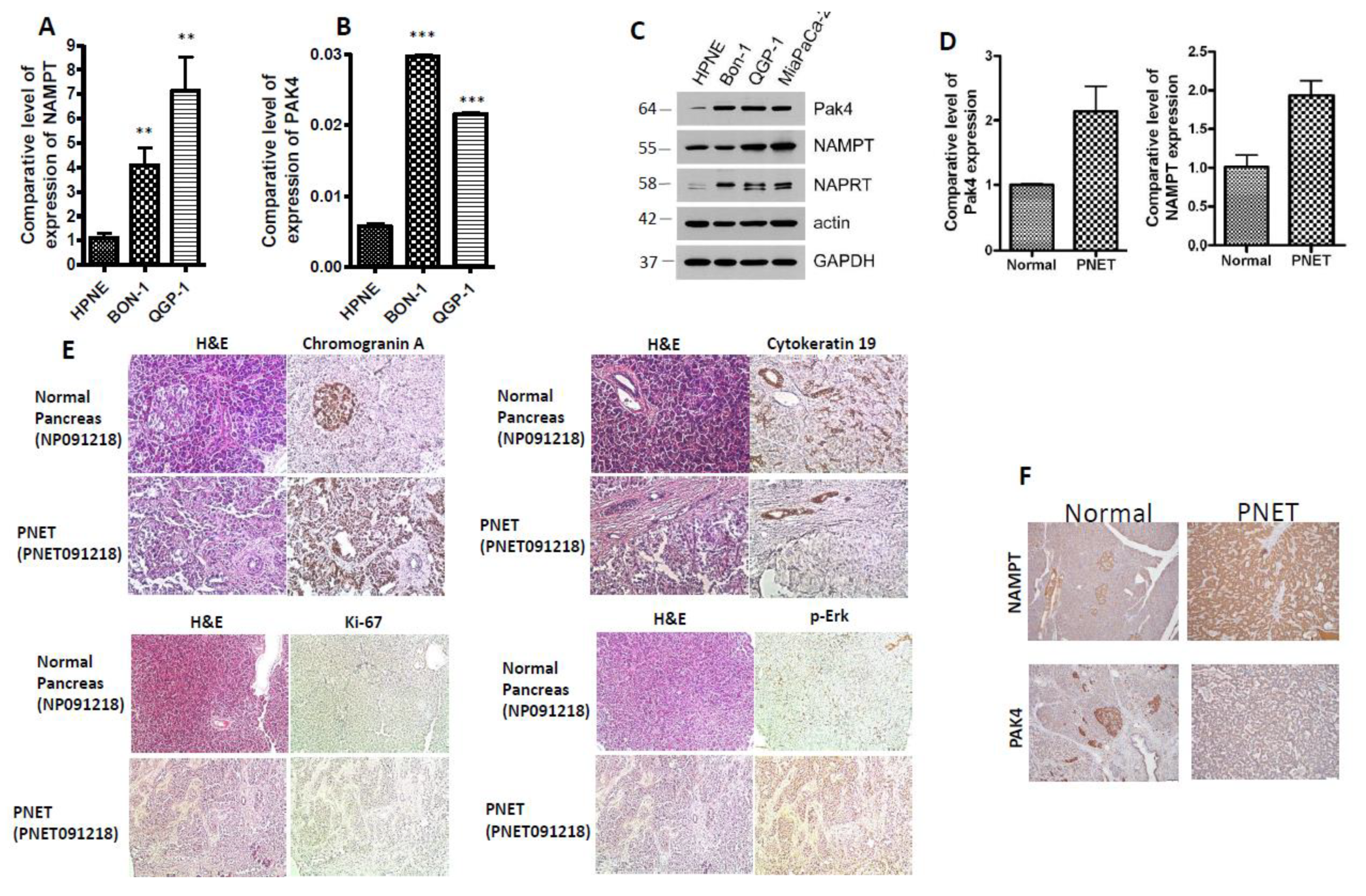 PAK4-NAMPT Dual Inhibition as a Novel Strategy for Therapy Resistant ...