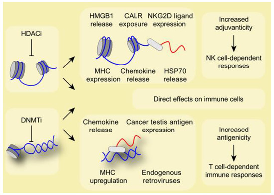 Immunological Effects of Epigenetic Modifiers