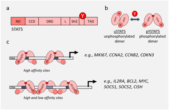 Direct Targeting Options for STAT3 and STAT5 in Cancer