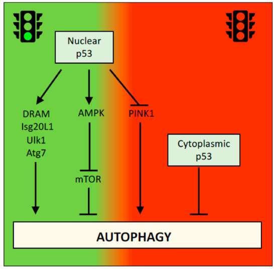 p53-Mediated Tumor Suppression: DNA-Damage Response and Alternative Mechanisms