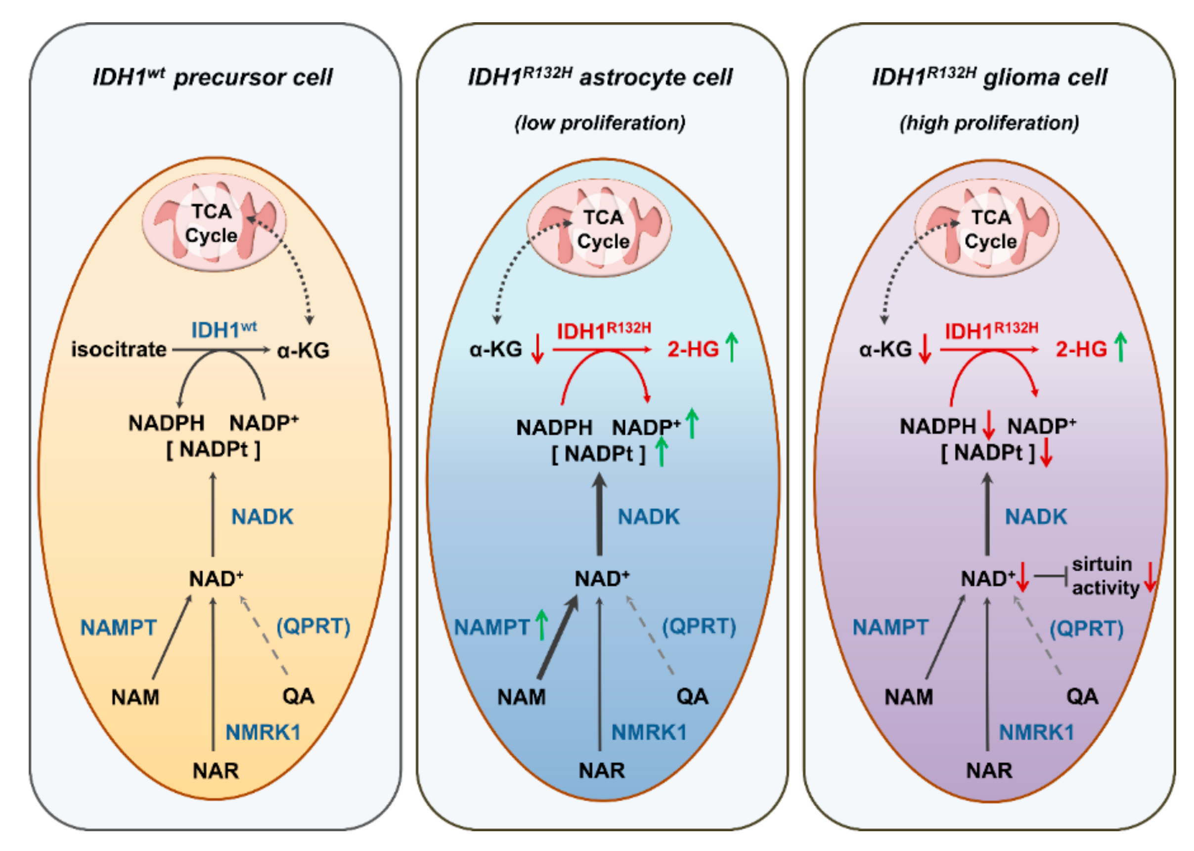 Mutant IDH1 Differently Affects Redox State and Metabolism in Glial ...