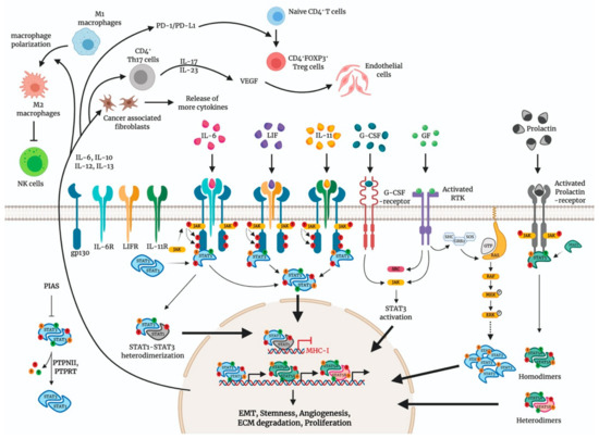 Activation of STAT3 and STAT5 Signaling in Epithelial Ovarian Cancer ...