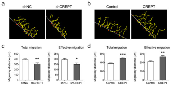 CREPT Promotes Melanoma Progression Through Accelerated Proliferation ...