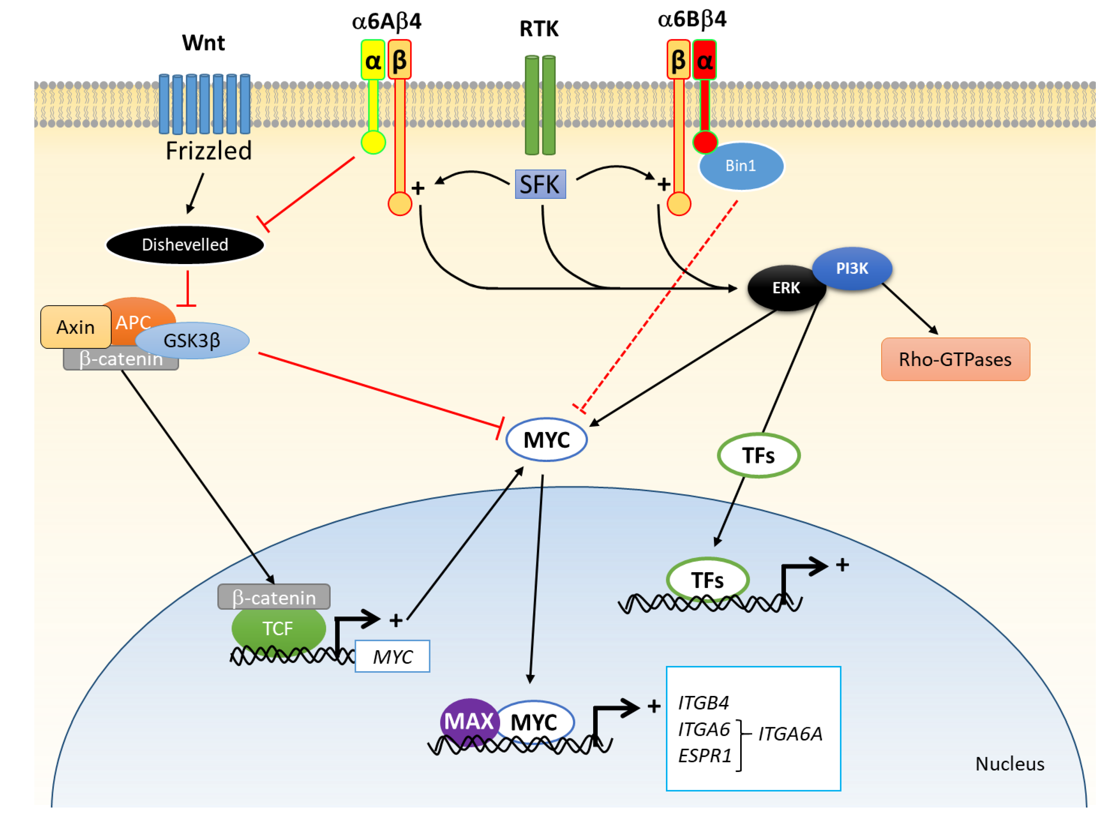 Cancers Free Full Text Integrin α6β4 In Colorectal Cancer