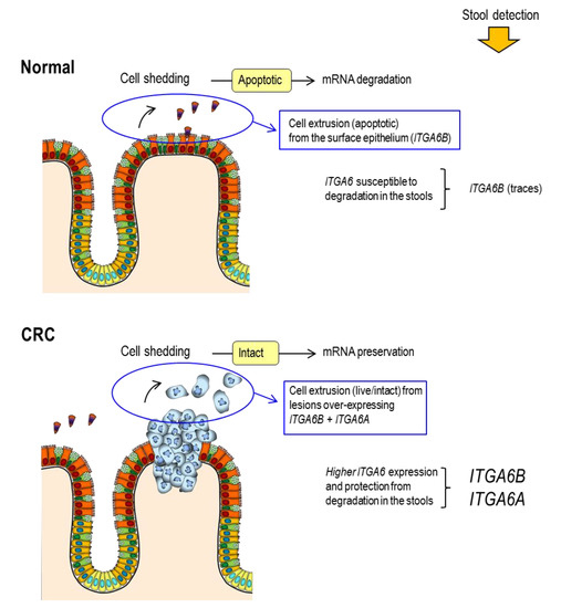 Integrin α6β4 in Colorectal Cancer: Expression, Regulation, Functional ...