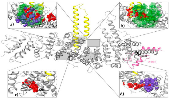The Role of E3, E4 Ubiquitin Ligase (UBE4B) in Human Pathologies