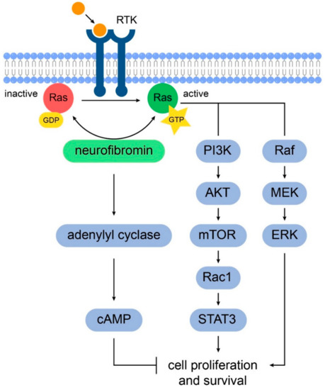 Ras Map Kinase Pathway Nf1