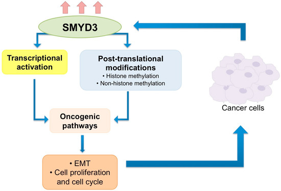 SMYD3: An Oncogenic Driver Targeting Epigenetic Regulation and ...