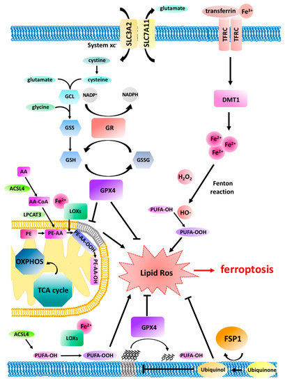 Ferroptosis in Cancer Cell Biology